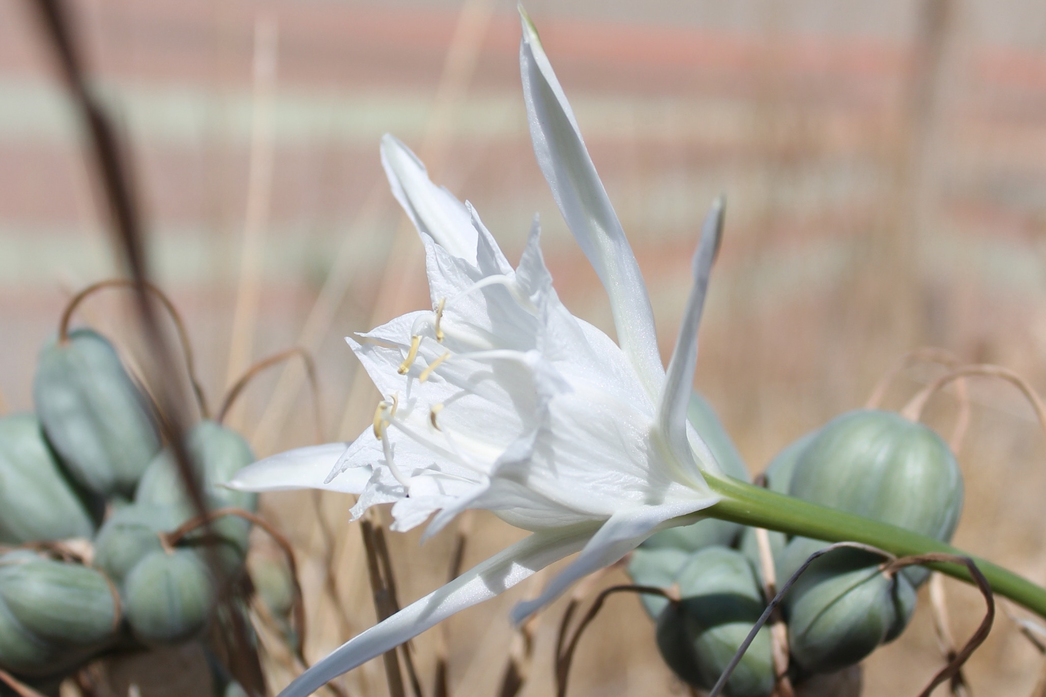 Sustainability | APOLLONIA RESORT & SPA